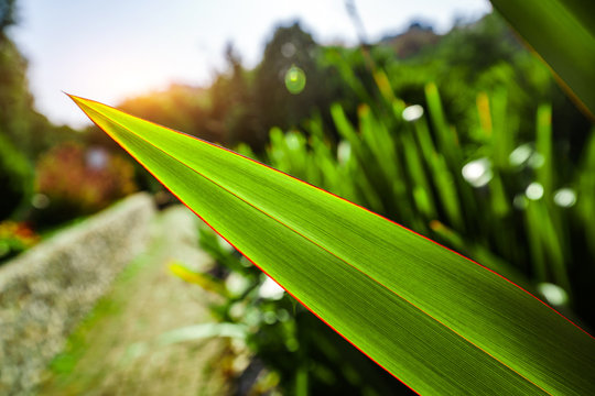 "Sharp Leaf" - Images et vidéos libres de droits | Adobe Stock