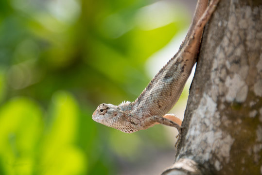 Snakes Beard Images – HD & 4K Photos Free to Download | PikWizard