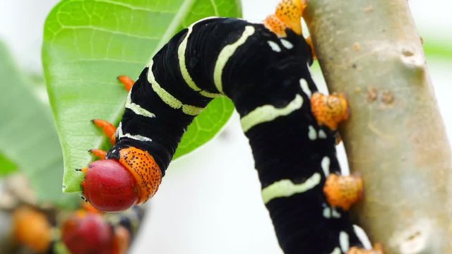 Tetrio Bilder – Durchsuchen 101 Archivfotos, Vektorgrafiken und Videos ...