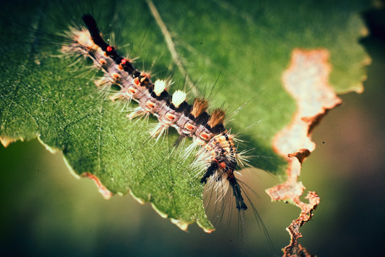 รูปภาพInsects – เลือกดูภาพถ่ายสต็อก เวกเตอร์ และวิดีโอ2,827,117 | Adobe ...