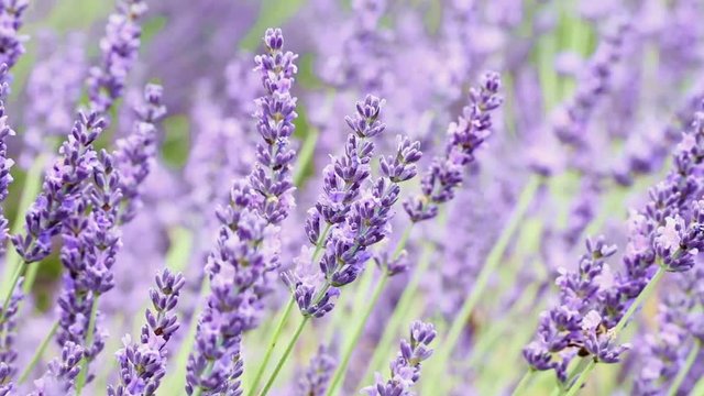 Fructify Bilder – Durchsuchen 586 Archivfotos, Vektorgrafiken und Videos | Adobe Stock