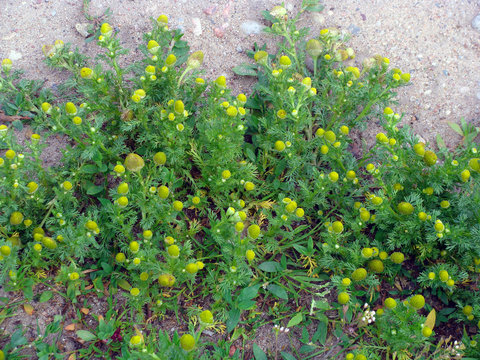 "Pineapple Weed" Images – Browse 313 Stock Photos, Vectors, and Video ...