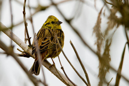 Trznadel 画像 - 参照 88 Stock 写真、ベクターおよびビデオ | Adobe Stock