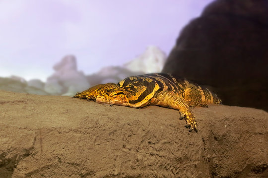 Biawak Images – Browse 44 Stock Photos, Vectors, and Video | Adobe Stock