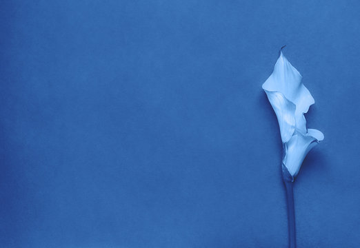 "Single Color Background" Images – Browse 1,558 Stock Photos, Vectors ...