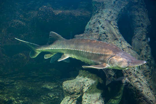 "Sturgeon Fish" Images – Browse 351 Stock Photos, Vectors, and Video ...