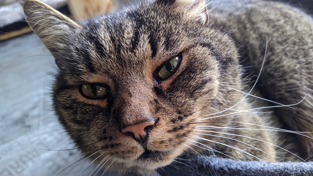 Katzer Images – Browse 40 Stock Photos, Vectors, and Video | Adobe Stock