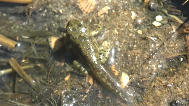"Wood Frog" Images – Browse 526 Stock Photos, Vectors, and Video ...