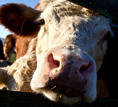 รูปภาพNosey – เลือกดูภาพถ่ายสต็อก เวกเตอร์ และวิดีโอ52,896 | Adobe Stock