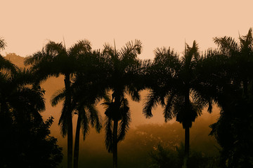 Havan photos, royalty-free images, graphics, vectors & videos | Adobe Stock