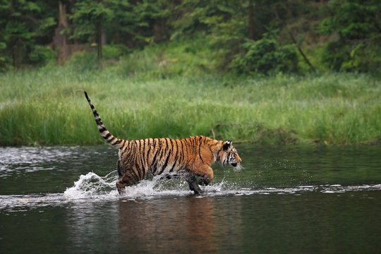 Tygr Images – Browse 54 Stock Photos, Vectors, and Video | Adobe Stock