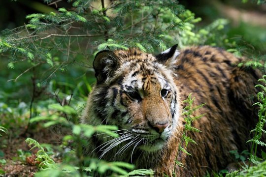 Tygr Images – Browse 54 Stock Photos, Vectors, and Video | Adobe Stock