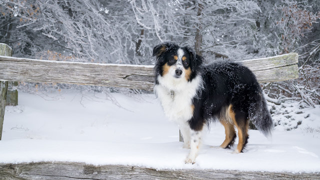 "Mini Australian Shepherd" Images – Browse 724 Stock Photos, Vectors ...