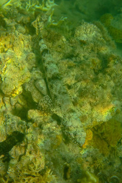 Lizardfish Images – Browse 795 Stock Photos, Vectors, and Video | Adobe ...
