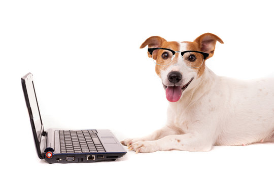 Dog On Computer