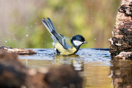 Cinciallegra Imagens – Procure 1,202 fotos, vetores e vídeos | Adobe Stock
