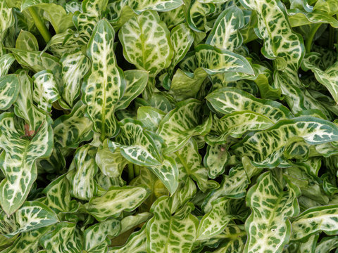 Cireux Images – Parcourir 14,476 le catalogue de photos, vecteurs et ...