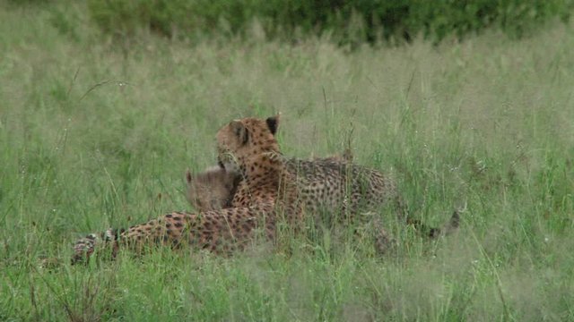 Deww Images – Browse 4 Stock Photos, Vectors, and Video | Adobe Stock