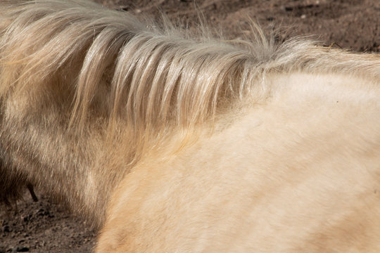 「Pelito」の写真素材 | 15件の無料イラスト画像 | Adobe Stock