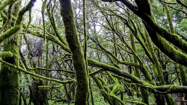 รูปภาพTropenwald – เลือกดูภาพถ่ายสต็อก เวกเตอร์ และวิดีโอ815 | Adobe Stock