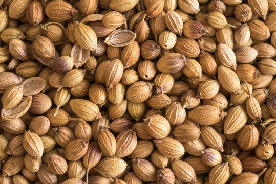 Whole Coriander Seeds