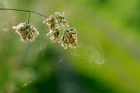 Gräserpollen Bilder – Durchsuchen 233 Archivfotos, Vektorgrafiken und ...