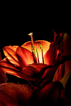 "Zygomorphe-Bilder: Stock-Fotos & -Videos. | Adobe Stock