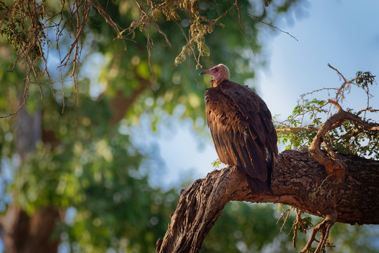 Aasgeier Bilder – Durchsuchen 5,909 Archivfotos, Vektorgrafiken und ...
