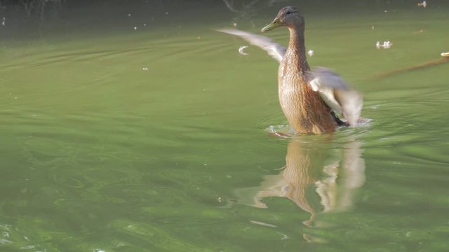 Imagens de Ripplet – Explore Fotografias do Stock, Vetores e Vídeos de ...