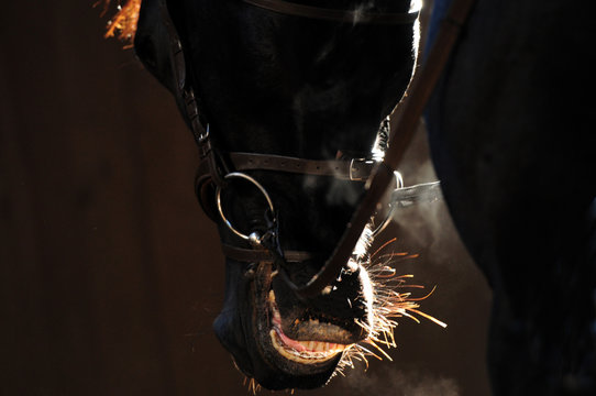 Pferdegebiss Bilder – Durchsuchen 4,096 Archivfotos, Vektorgrafiken und ...