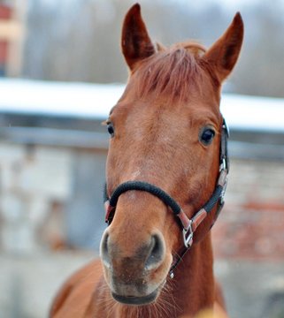 Traken Images – Browse 21 Stock Photos, Vectors, and Video | Adobe Stock