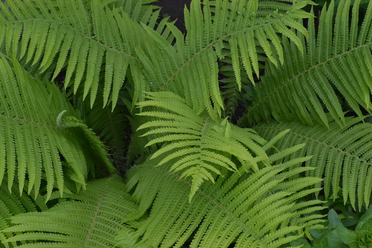 Filicales Images – Parcourir 1,727 le catalogue de photos, vecteurs et ...