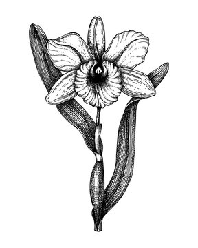 Cataleya Images – Browse 5,765 Stock Photos, Vectors, and Video | Adobe ...