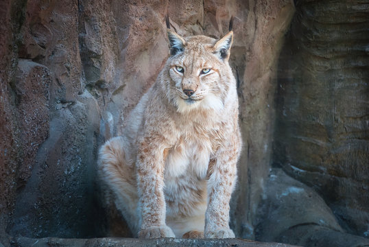 Linx Images – Parcourir 301 le catalogue de photos, vecteurs et vidéos ...