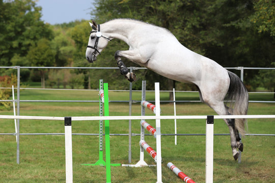Lipizzaner Horses Jumping