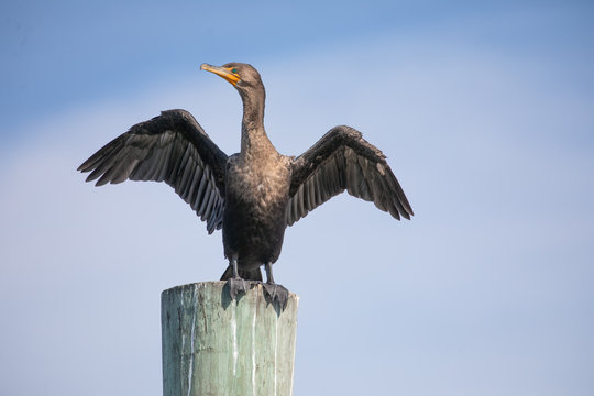 รูปภาพ"Double-Crested Cormorant" – เลือกดูภาพถ่ายสต็อก เวกเตอร์ และ ...