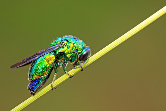 「Chrysis」の画像 - 731 件の Stock 写真、ベクターおよびビデオ | Adobe Stock