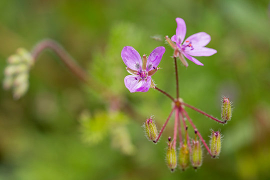 Pinwing 이미지 – 찾아보기 193 스톡 사진, 벡터 및 비디오 | Adobe Stock