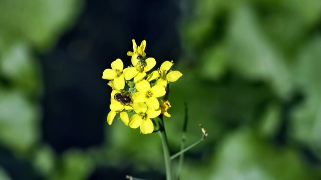 Sarson Bilder – Durchsuchen 12,107 Archivfotos, Vektorgrafiken und ...