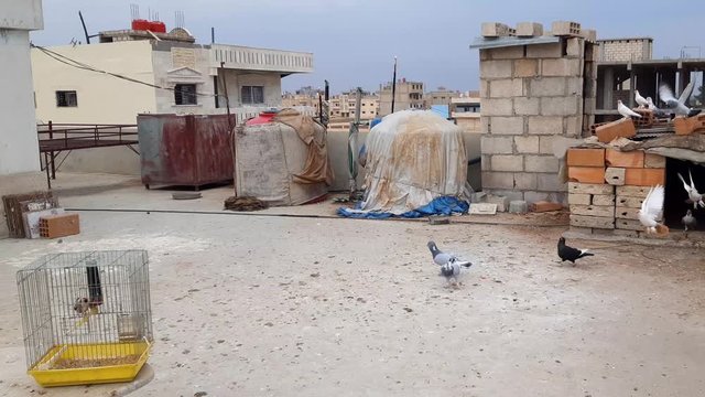 Rojava Bilder – Durchsuchen 55 Archivfotos, Vektorgrafiken und Videos | Adobe Stock