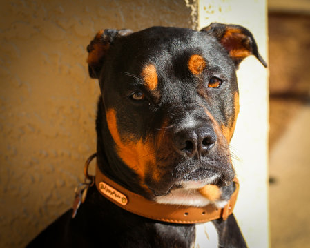 59 BEST Pitweiler IMAGES, STOCK PHOTOS & VECTORS | Adobe Stock