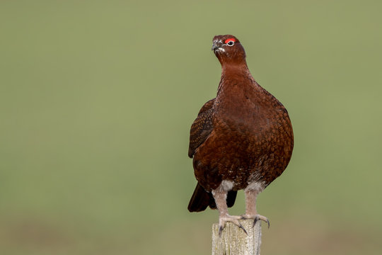 "Red Grouse" Images – Browse 1,367 Stock Photos, Vectors, and Video ...