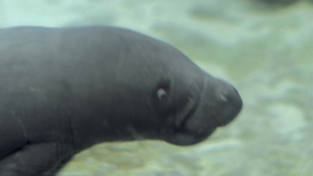 Desktop Lamantino Calmante