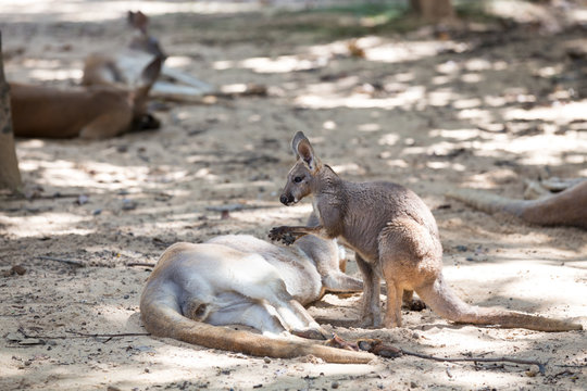 Kankaroo Images – Browse 6 Stock Photos, Vectors, and Video | Adobe Stock