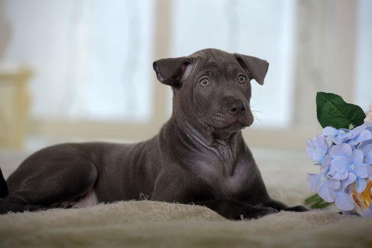 Shar Pei Ridgeback Mix