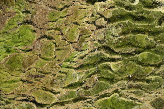 Algenteppich Bilder – Durchsuchen 542 Archivfotos, Vektorgrafiken und ...