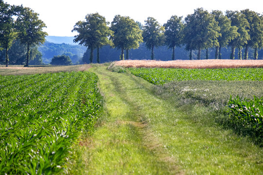 Umen Bilder – Durchsuchen 18 Archivfotos, Vektorgrafiken und Videos ...
