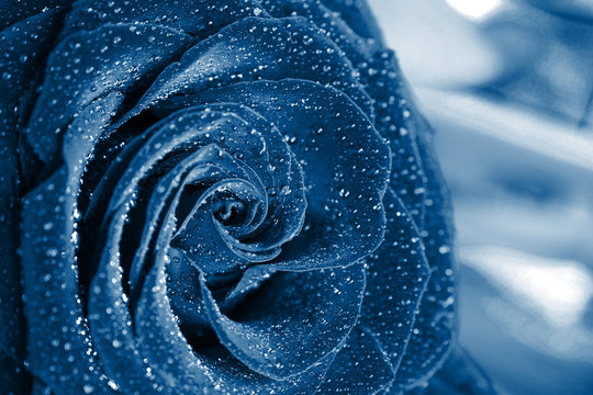 Blue Roses With Dew Drops Images – Browse 2,070 Stock Photos, Vectors ...