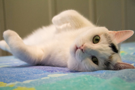 Gatto Images – Browse 12,254 Stock Photos, Vectors, and Video | Adobe Stock