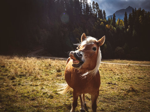 「Fluchttier」の画像 - 864 件の Stock 写真、ベクターおよびビデオ | Adobe Stock